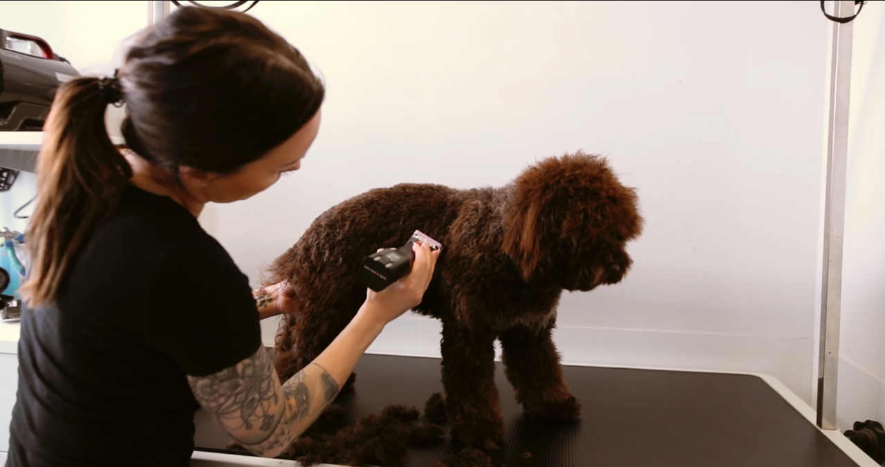 Hundefriseur » Terminvereinbarung, Preise & mehr | Futterbar – Die ...
